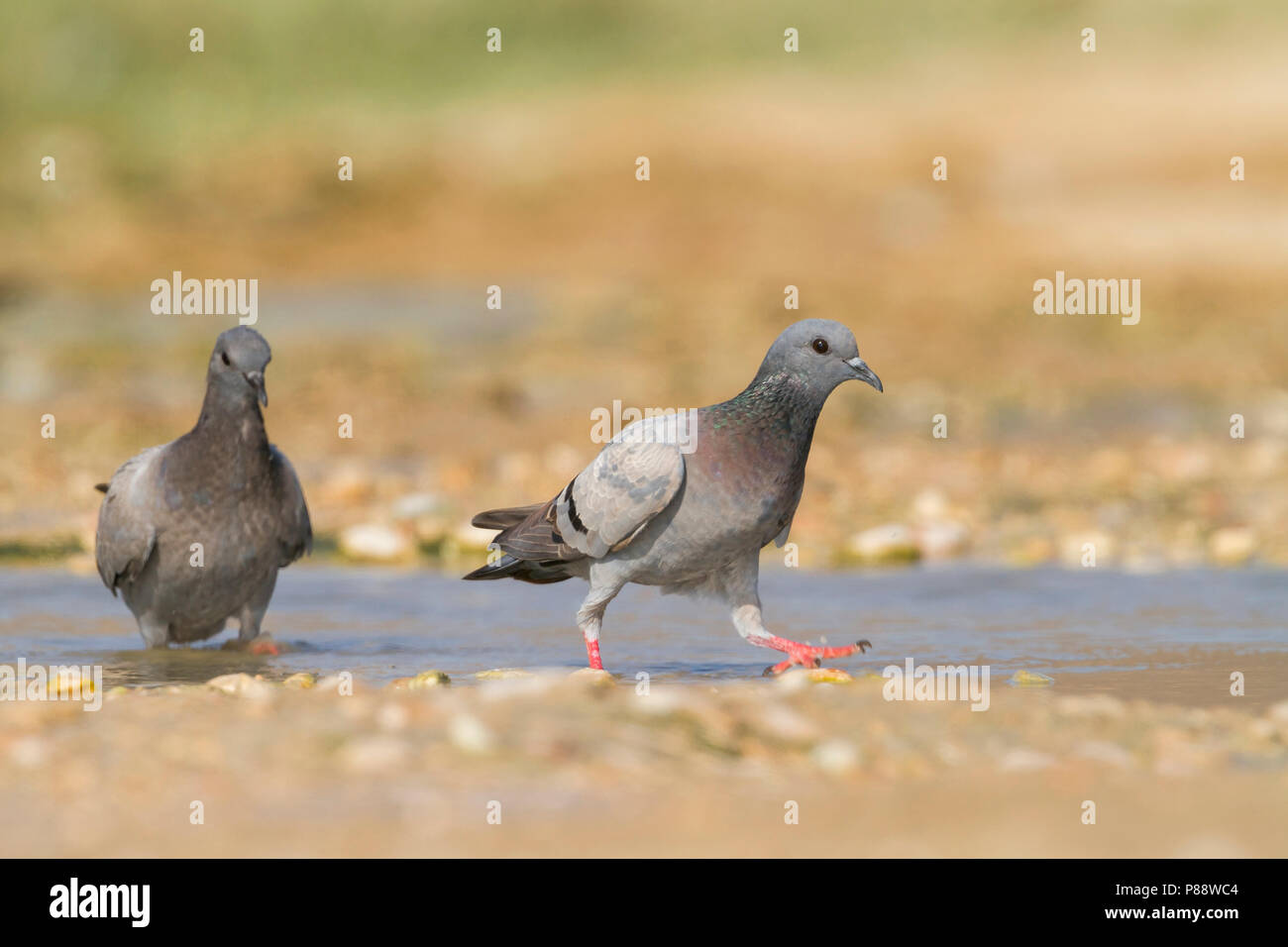 Rock Dove - Felsentaube - Columa livia ssp. palaestinae, Oman, juvenile ...