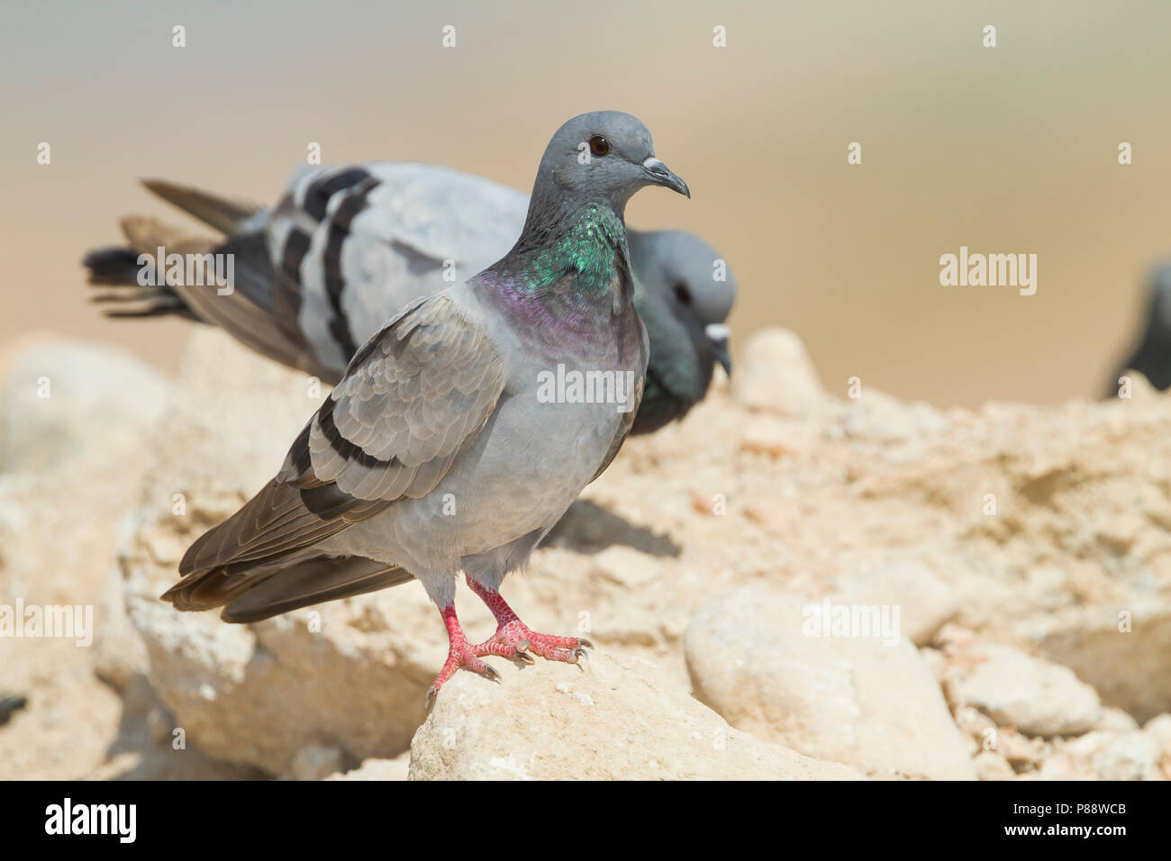 Rock Dove - Felsentaube - Columa livia ssp. palaestinae, Oman, adult ...