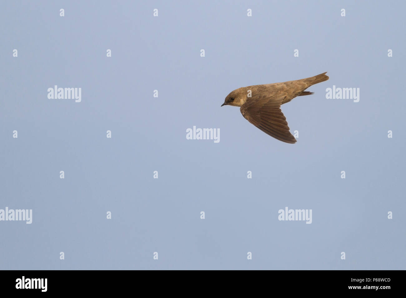 Rock martin ptyonoprogne fuligula hi-res stock photography and images ...