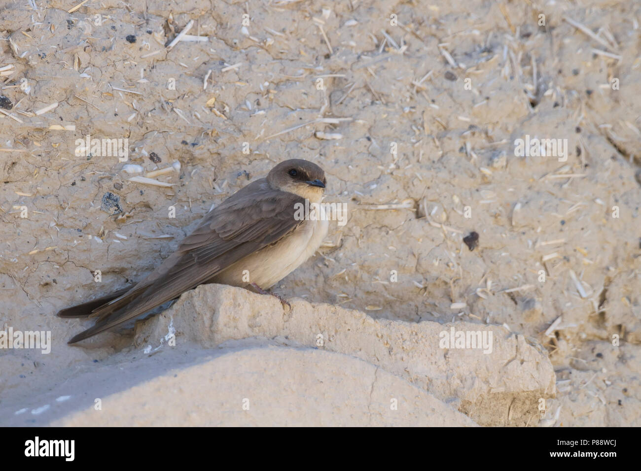 Rock martin ptyonoprogne fuligula hi-res stock photography and images ...