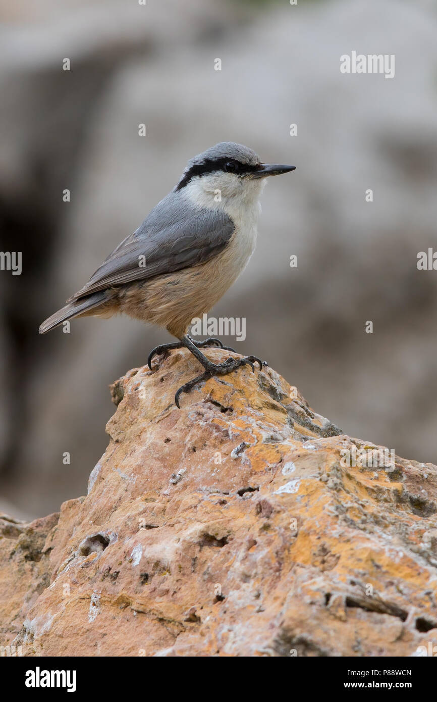 Western Rock Nuthatch (Sitta neumayer) perched on a rock Stock Photo ...