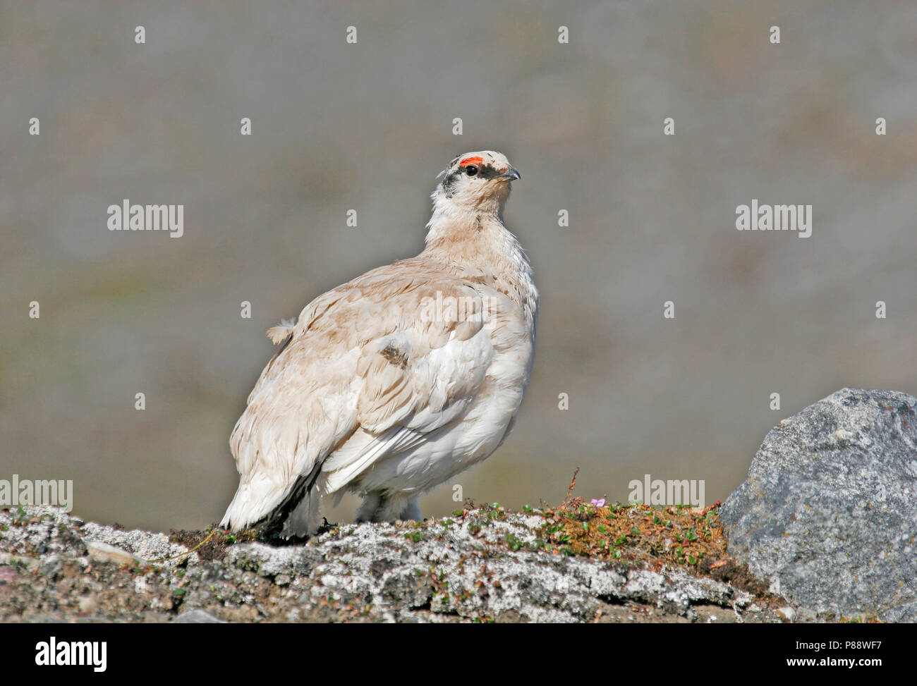 Svalbard rock ptarmigan lagopus muta hyperborea hi-res stock ...