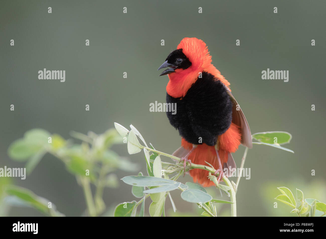Male Northern Red Bishop (Euplectes franciscanus) in breeding plumage ...