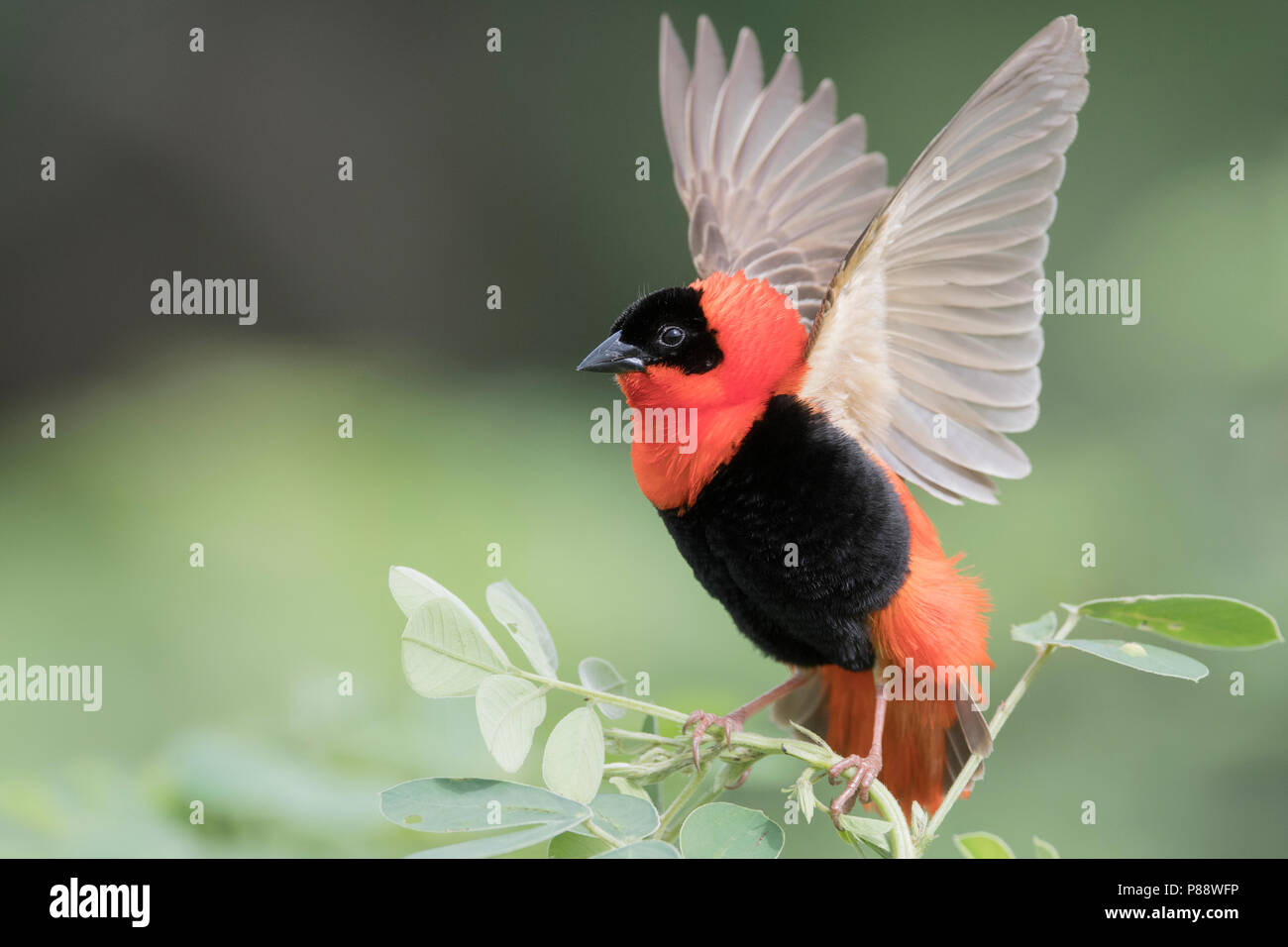 Male Northern Red Bishop (Euplectes franciscanus) in breeding plumage ...