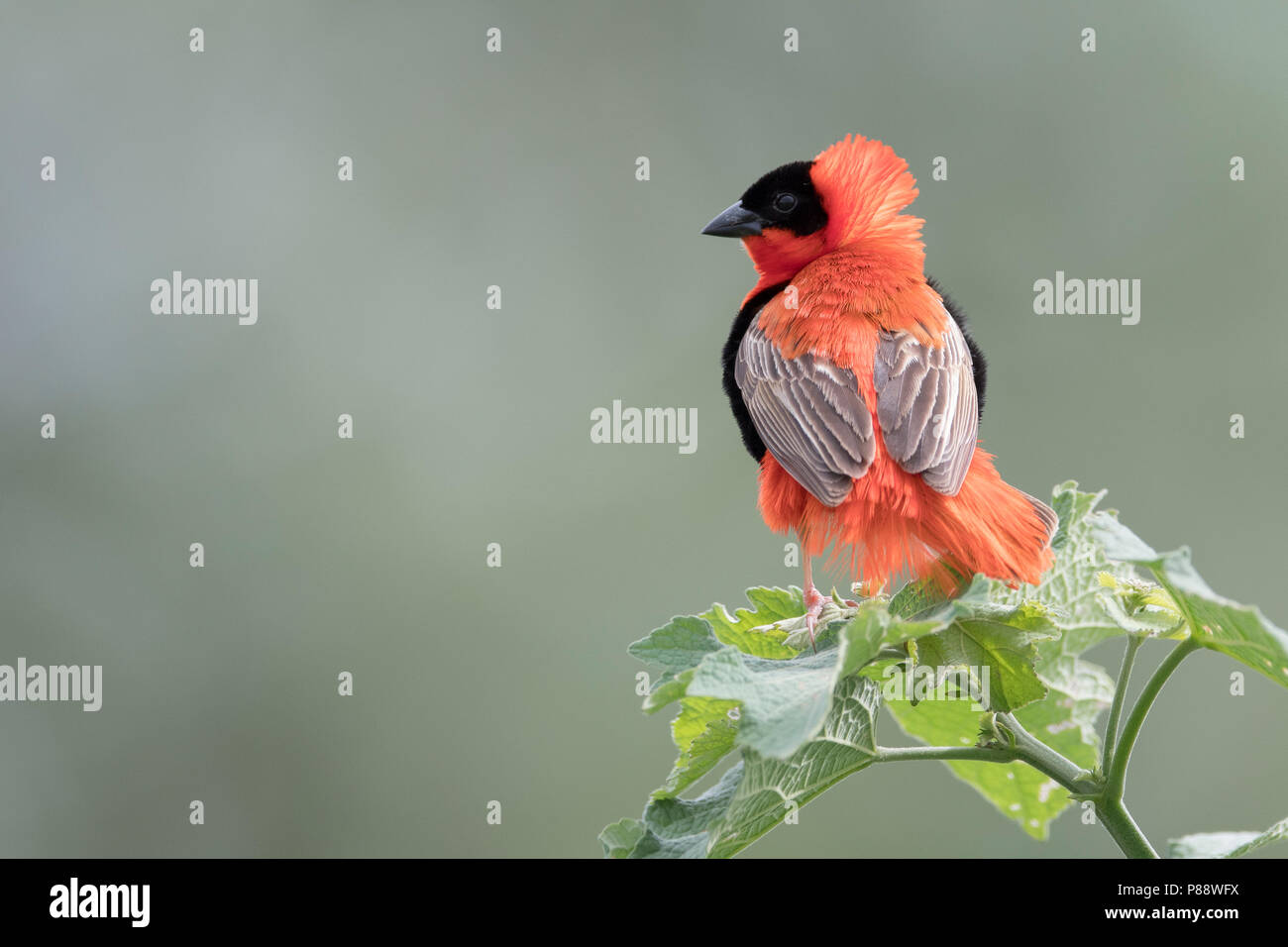 Male Northern Red Bishop (Euplectes franciscanus) in breeding plumage ...