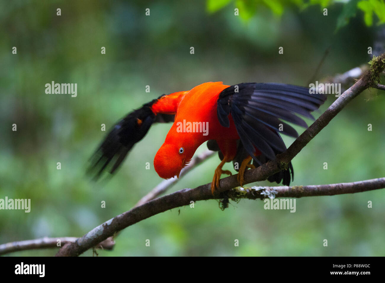 Rode Rotshaan, Andean Cock-of-the-rock, Rupicola peruvianus Stock Photo ...