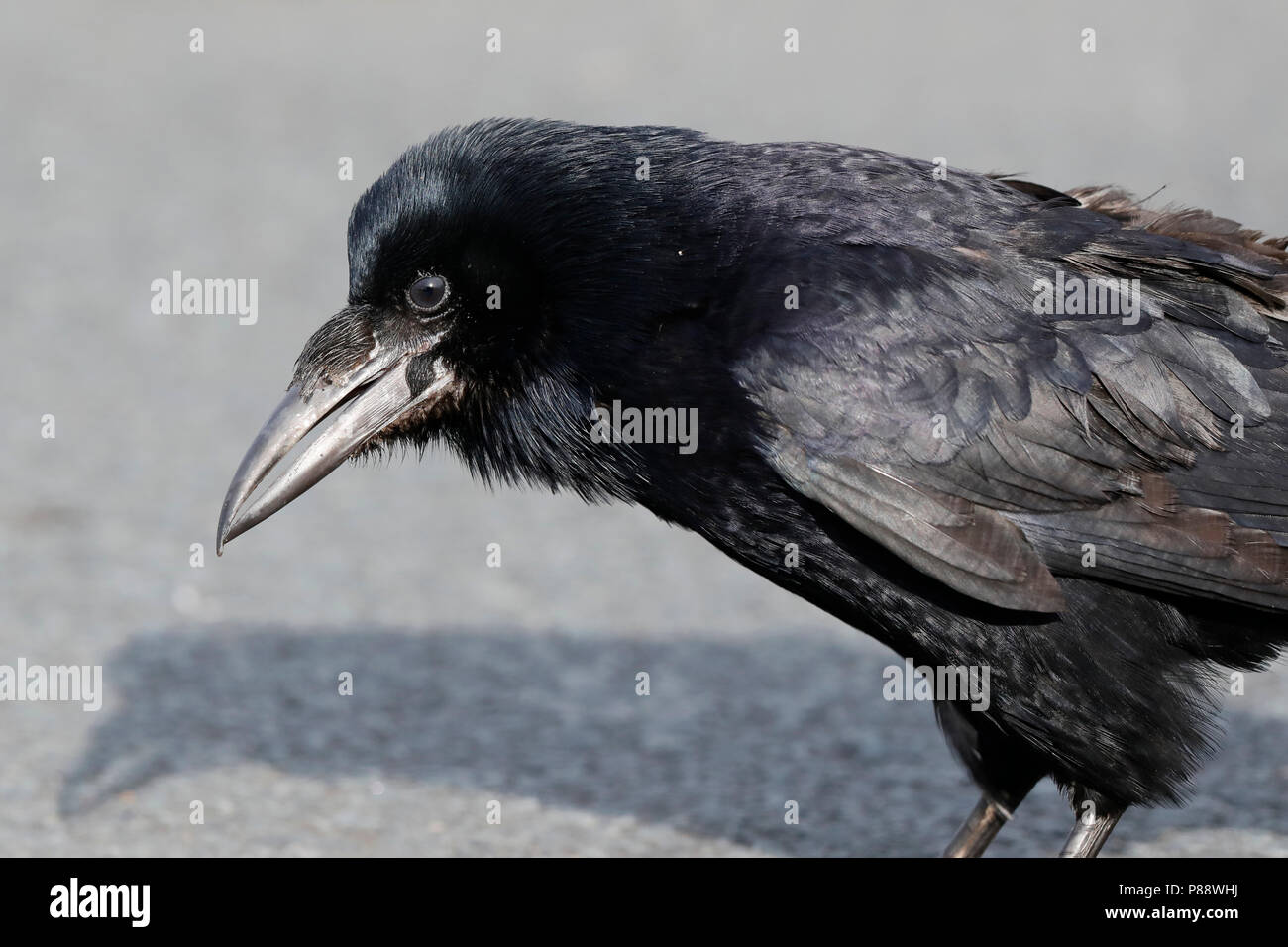 Snavelbasis hi-res stock photography and images - Alamy