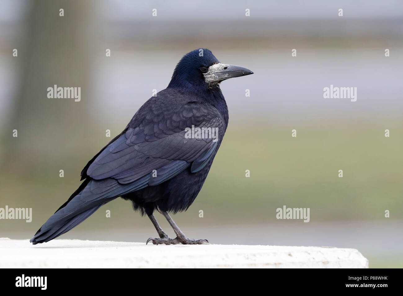 Roek; Corvus frugilegus; Rook Stock Photo - Alamy