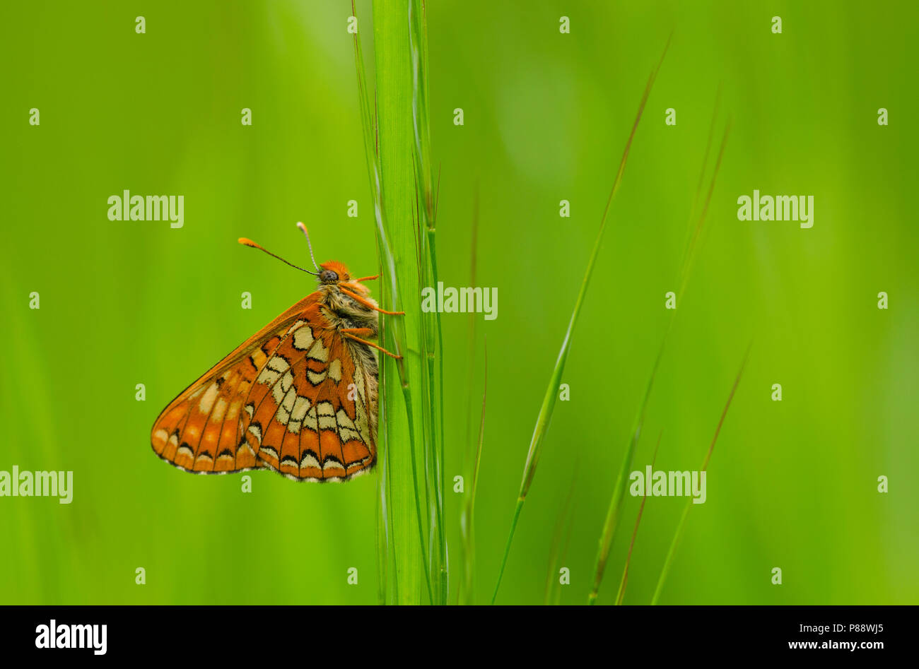 List of endangered species hi-res stock photography and images - Alamy