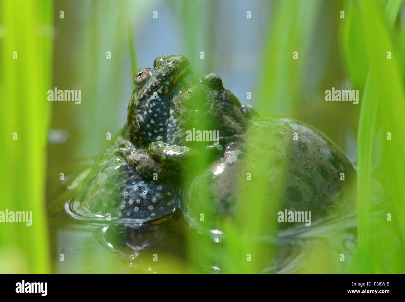 Fire bellied toads hi-res stock photography and images - Alamy
