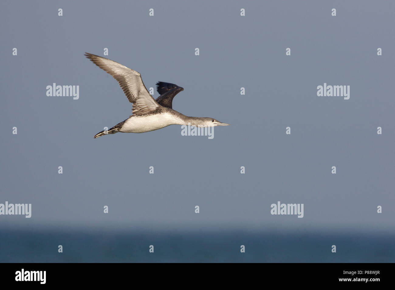 Red throated diver flying hi-res stock photography and images - Alamy