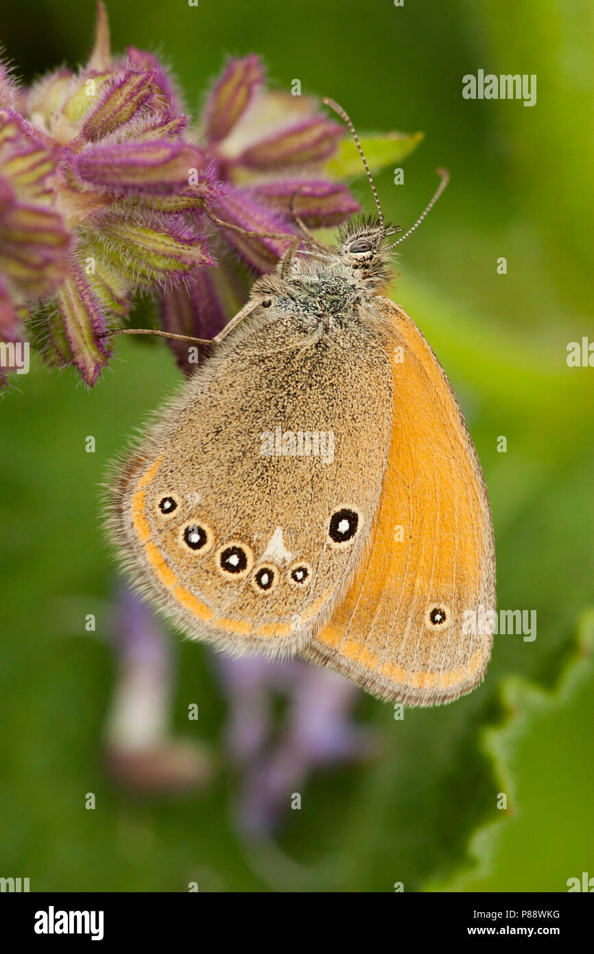 Chestnut Heath, Coenonympha glycerion Stock Photo - Alamy