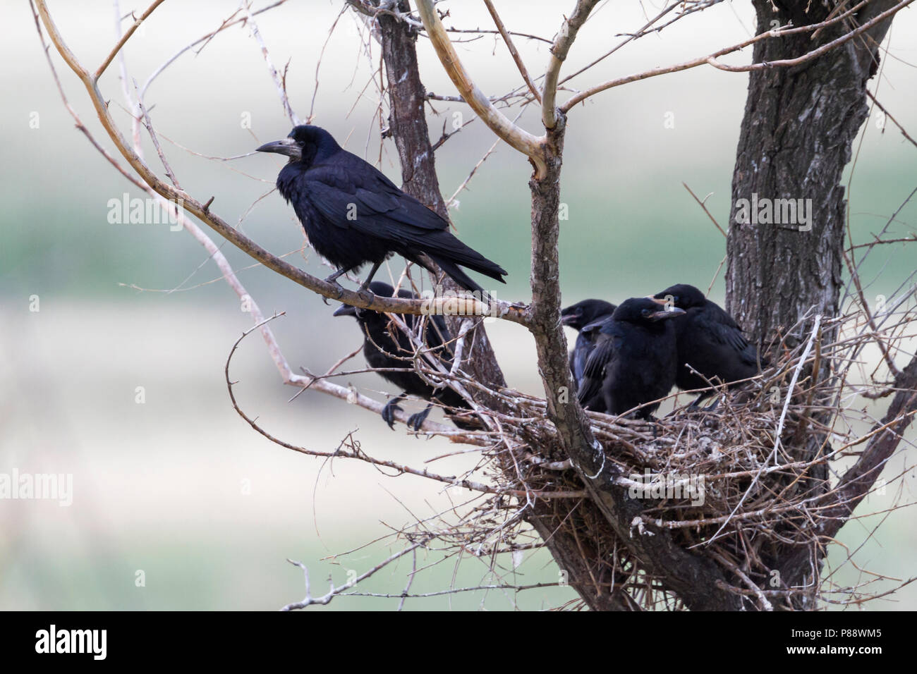 Rook nest hi-res stock photography and images - Alamy