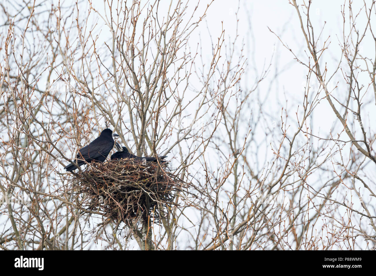 Rook Nest High Resolution Stock Photography and Images - Alamy