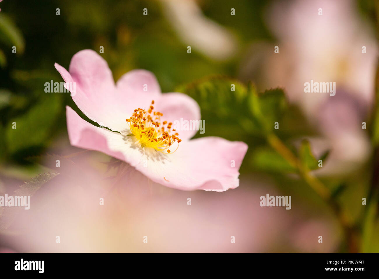 Bloem hi-res stock photography and images - Alamy