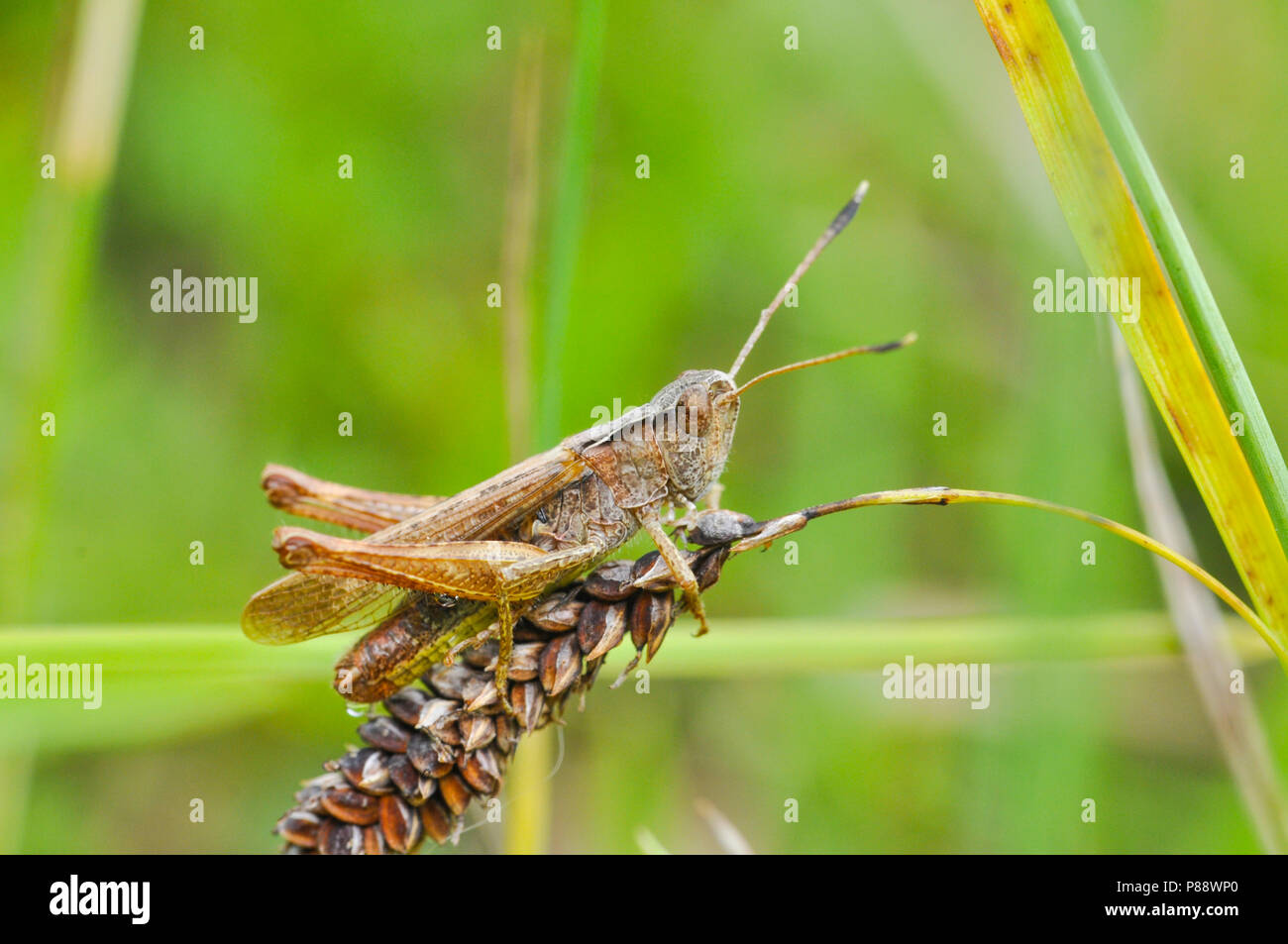 Sprinkhaan hi-res stock photography and images - Alamy
