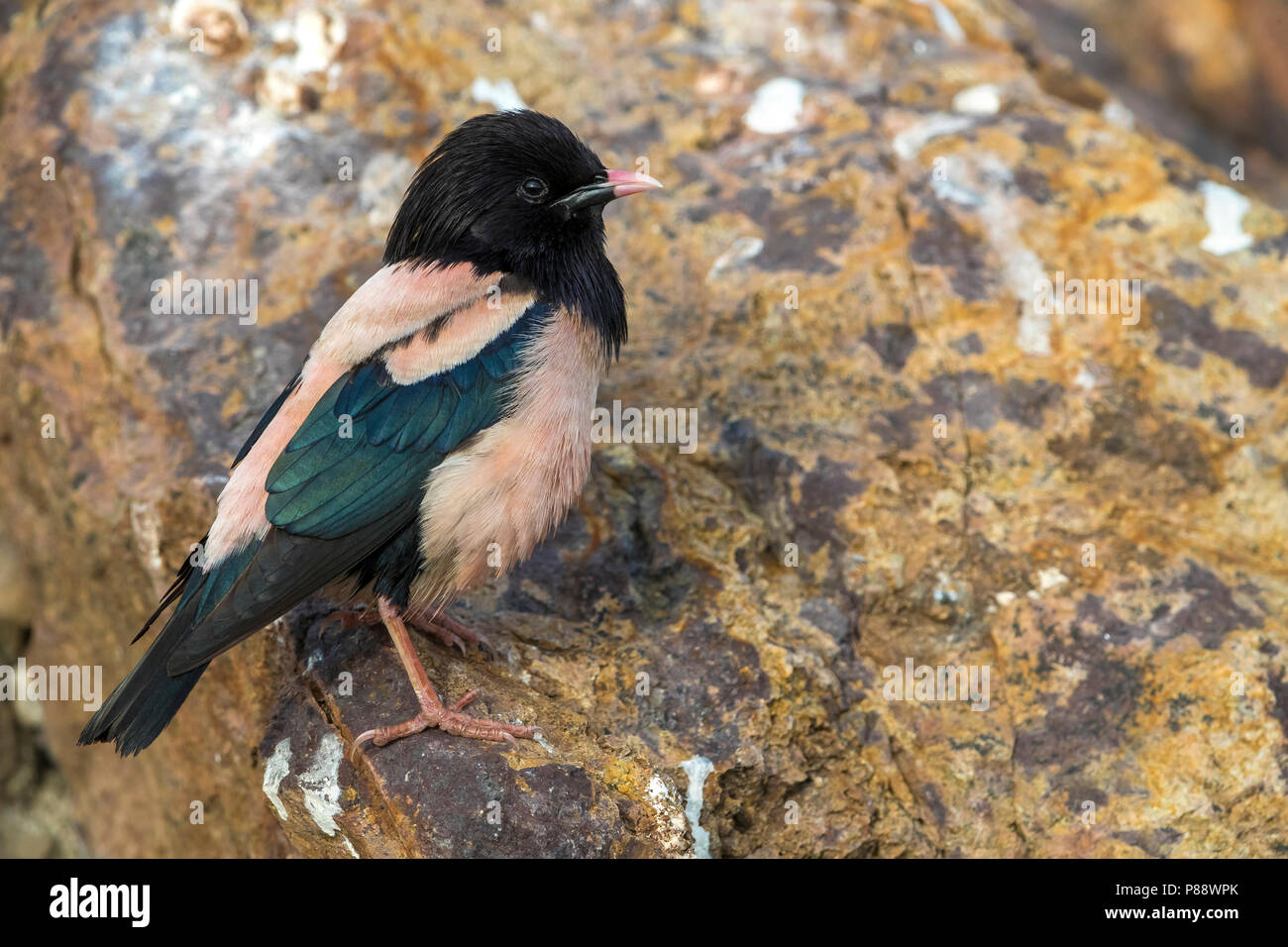 Rosse Spreeuw; Rosy Starling; Pastor roseus Stock Photo - Alamy