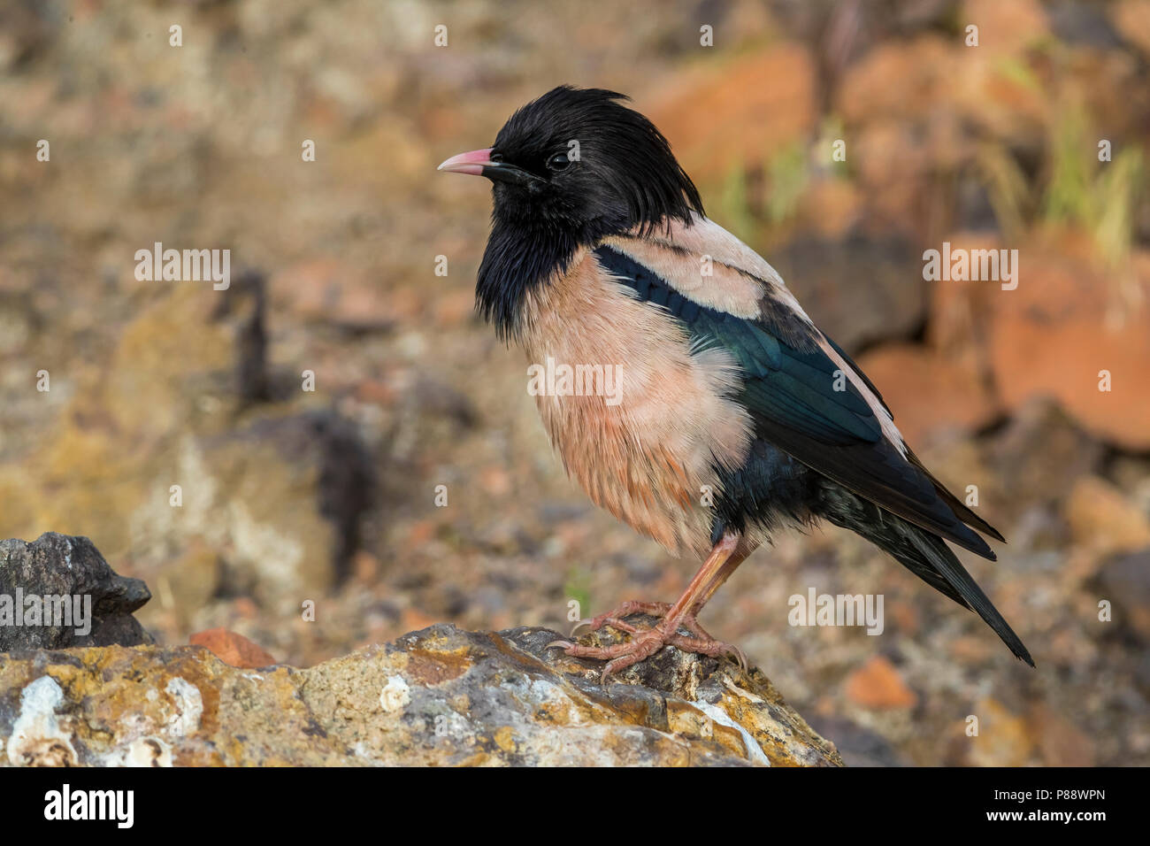 Rosy starling pastor roseus hi-res stock photography and images - Alamy