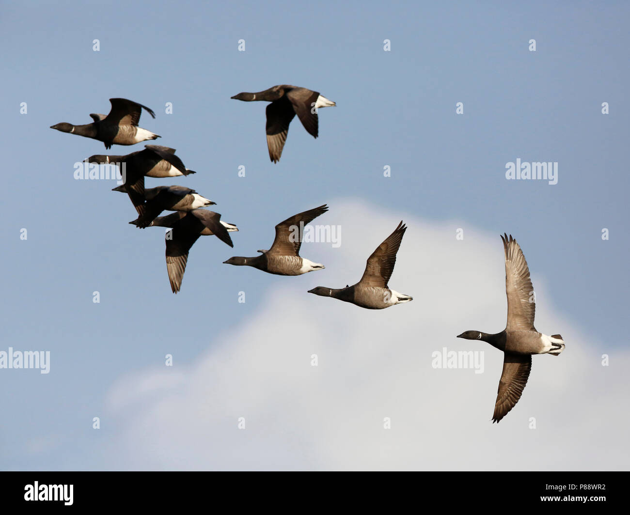 Rotganzen hi-res stock photography and images - Alamy