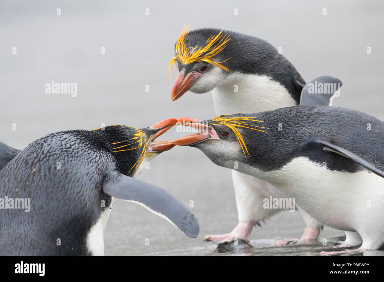 Buckles bay hi-res stock photography and images - Alamy