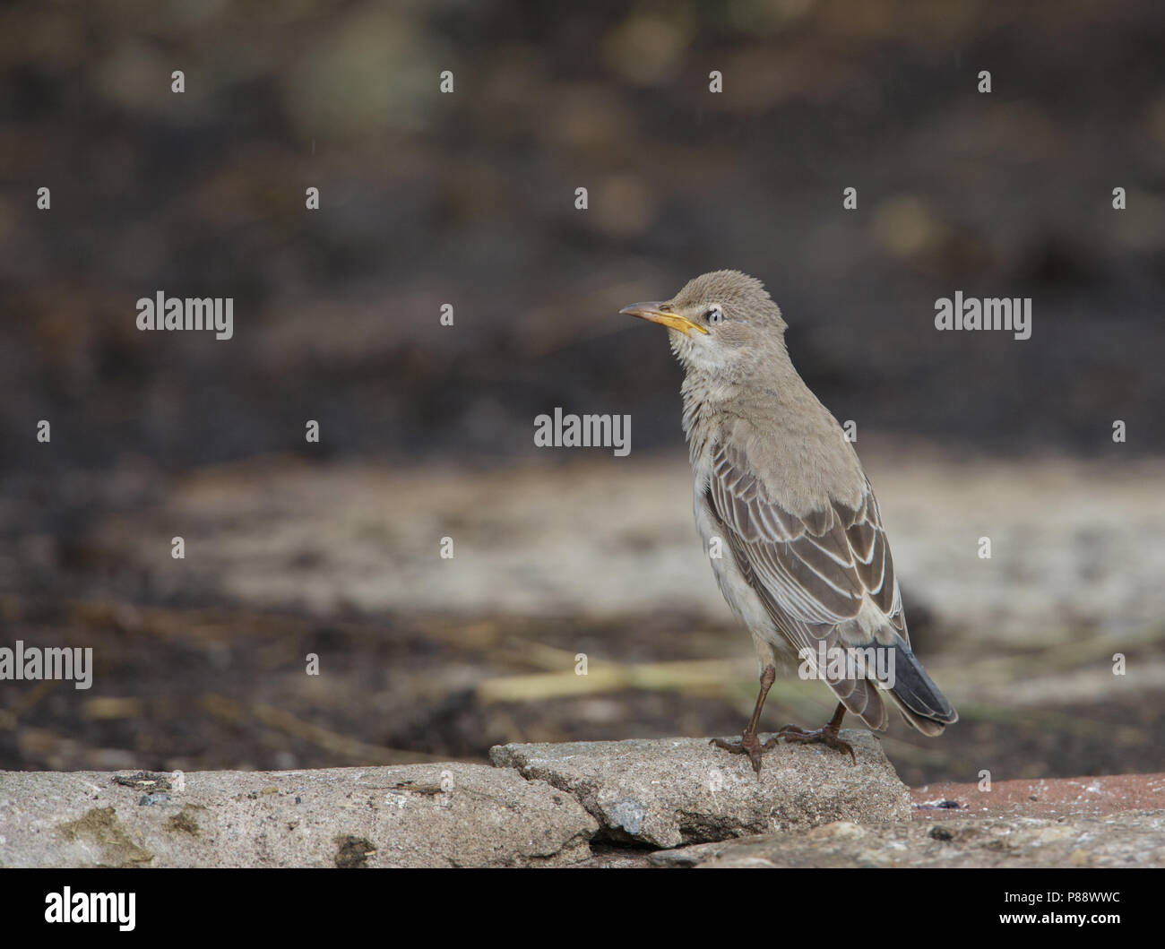 Rosy Starling, Roze Spreeuw, Sturnus roseus Stock Photo - Alamy