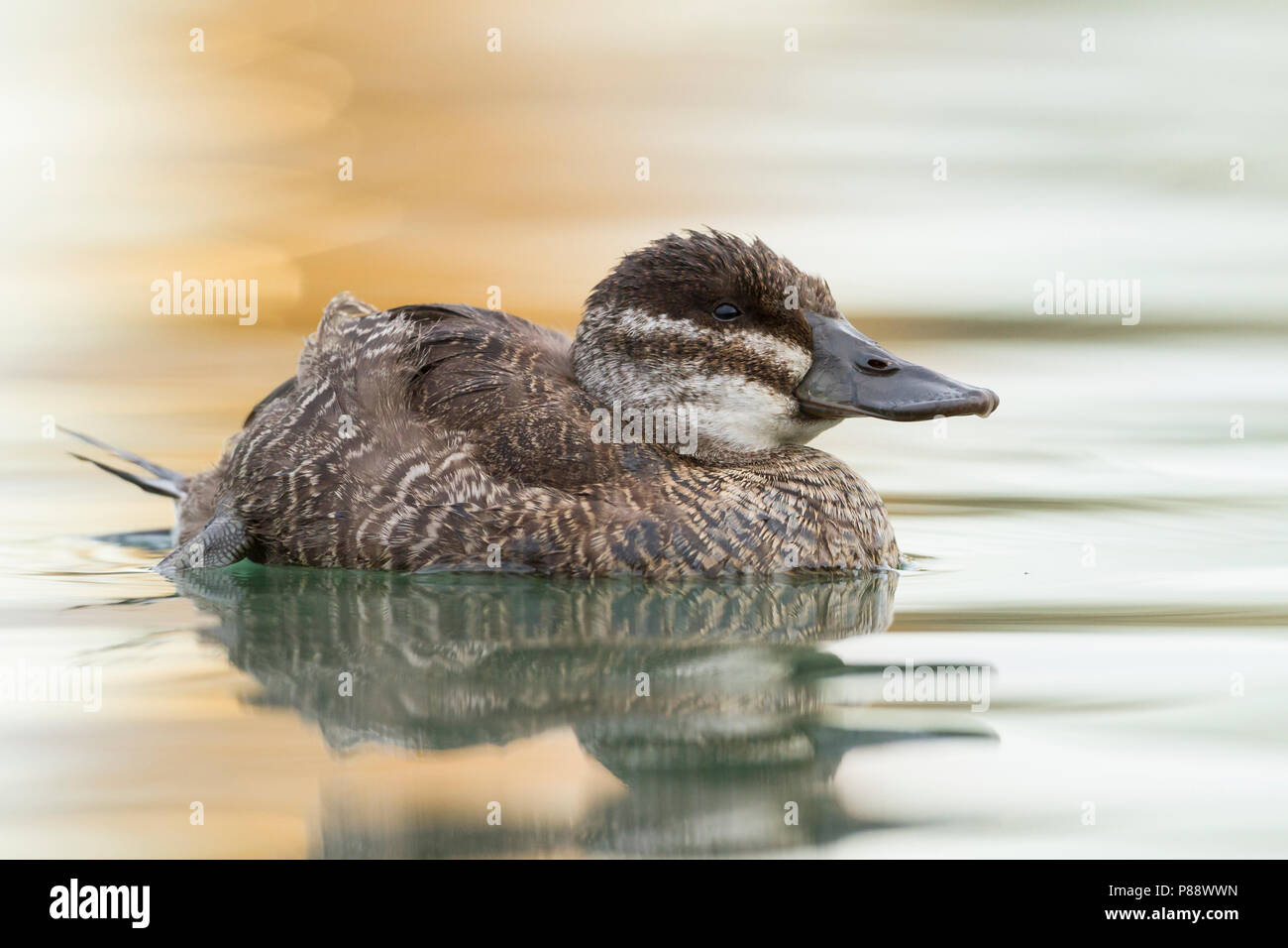 Species ruddy duck hi-res stock photography and images - Alamy