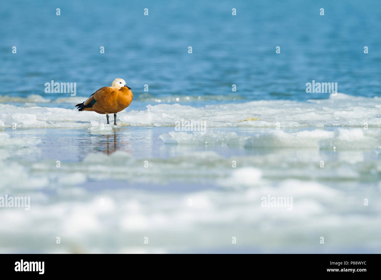 Ruddy Shelduck - Rostgans - Tadorna ferruginea, Switzerland, adult ...
