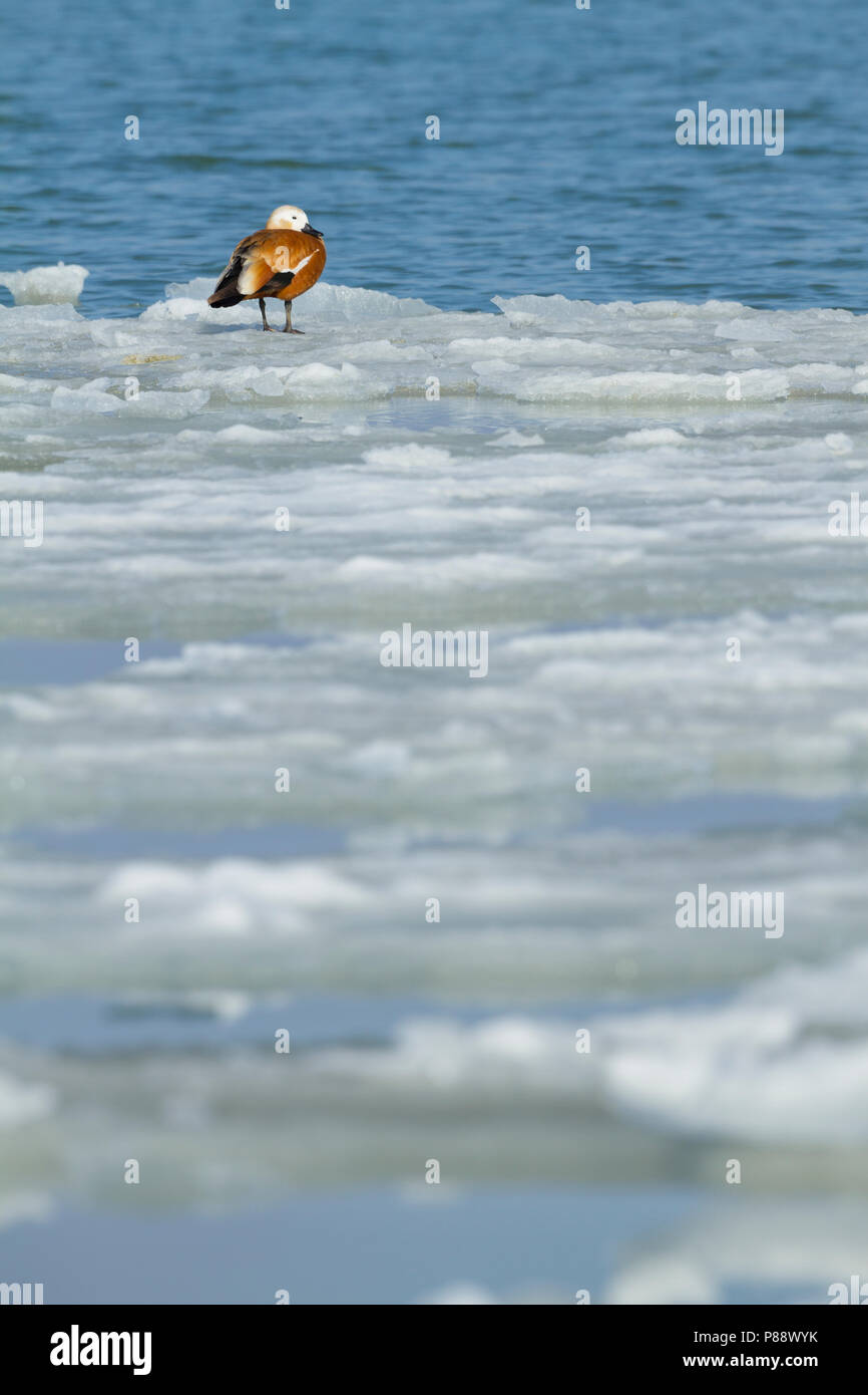 Ruddy Shelduck - Rostgans - Tadorna ferruginea, Switzerland, adult ...