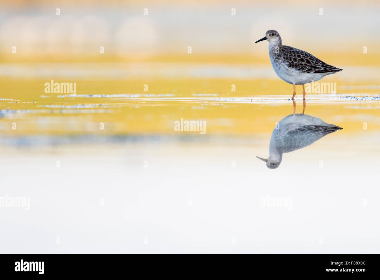 Ruff bird female hi-res stock photography and images - Alamy