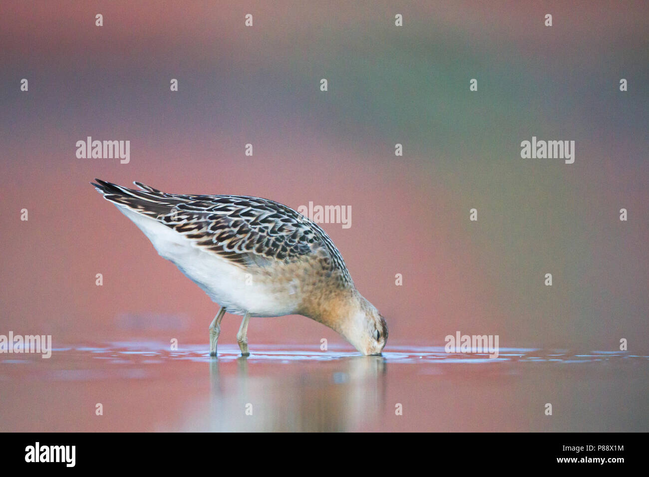Kemphaan, Ruff, Philomachus pugnax Stock Photo - Alamy