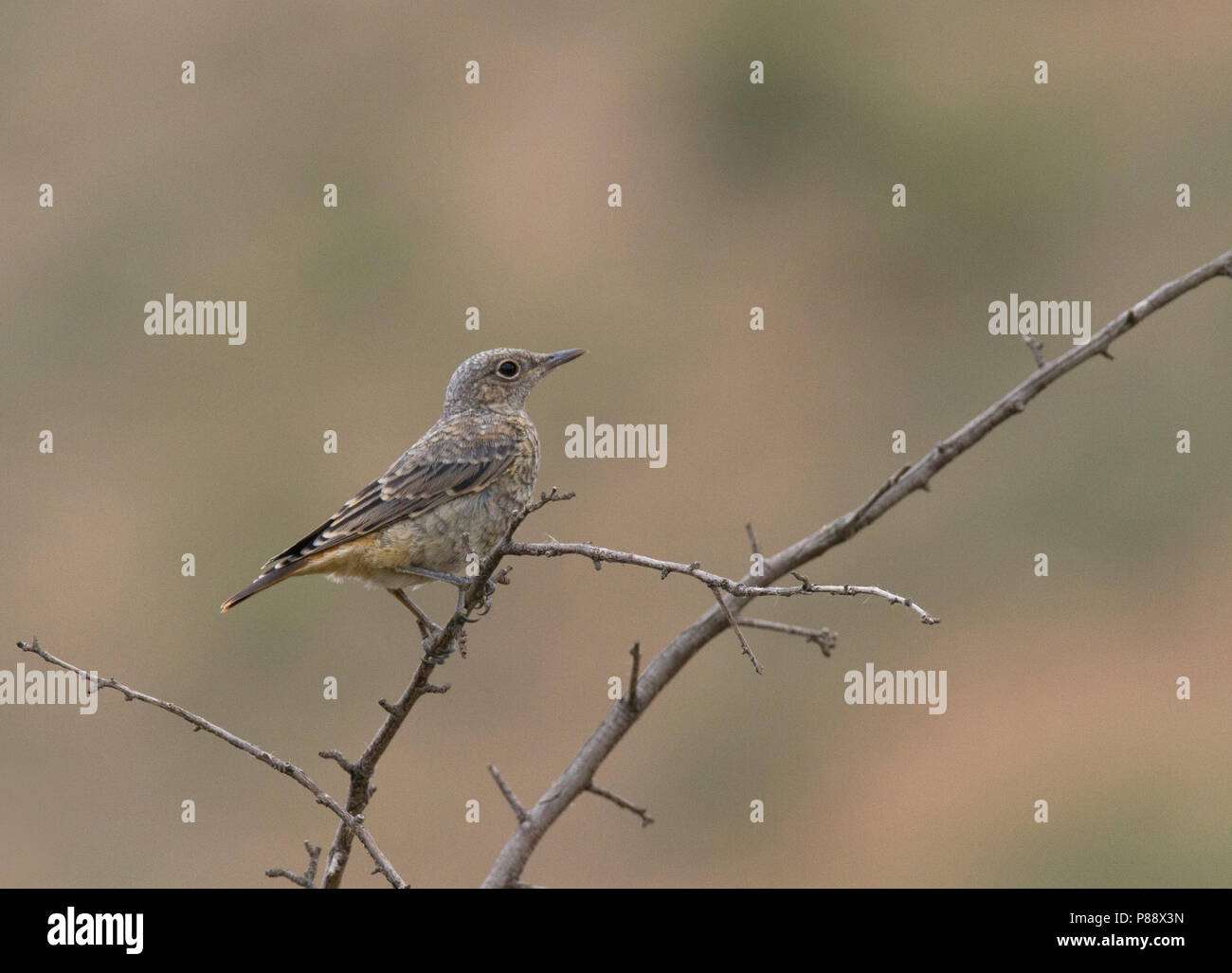 Immature Rufous-tailed Rock Thrush in Iran Stock Photo - Alamy