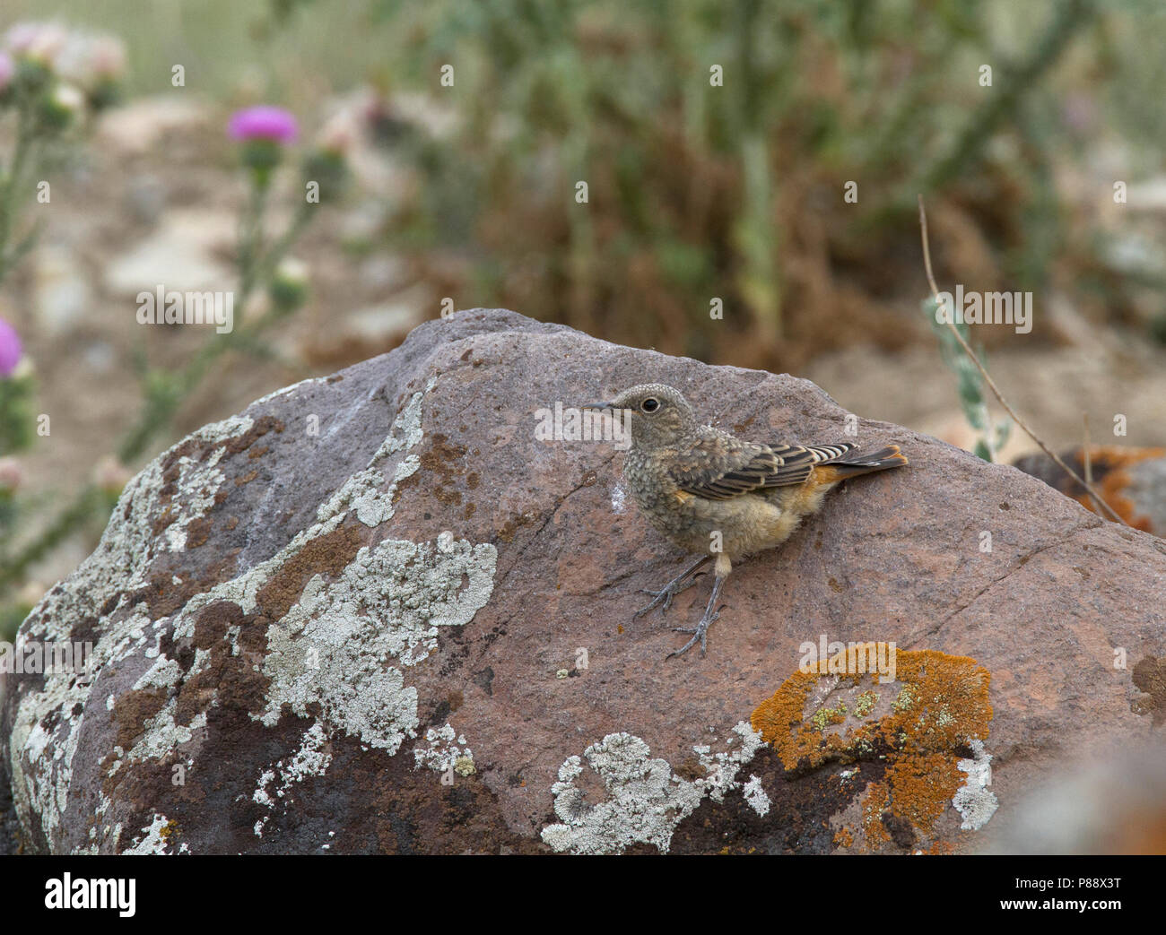 Juvenile rock thrush hi-res stock photography and images - Alamy