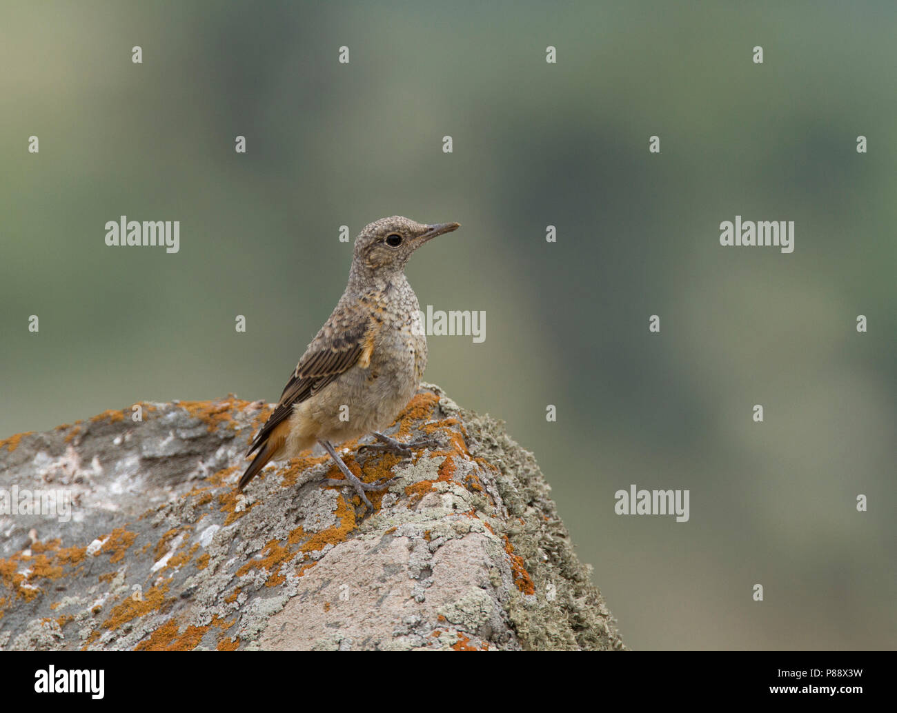 Juvenile rock thrush hi-res stock photography and images - Alamy