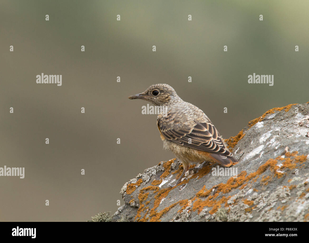 Immature Rufous-tailed Rock Thrush in Iran Stock Photo - Alamy