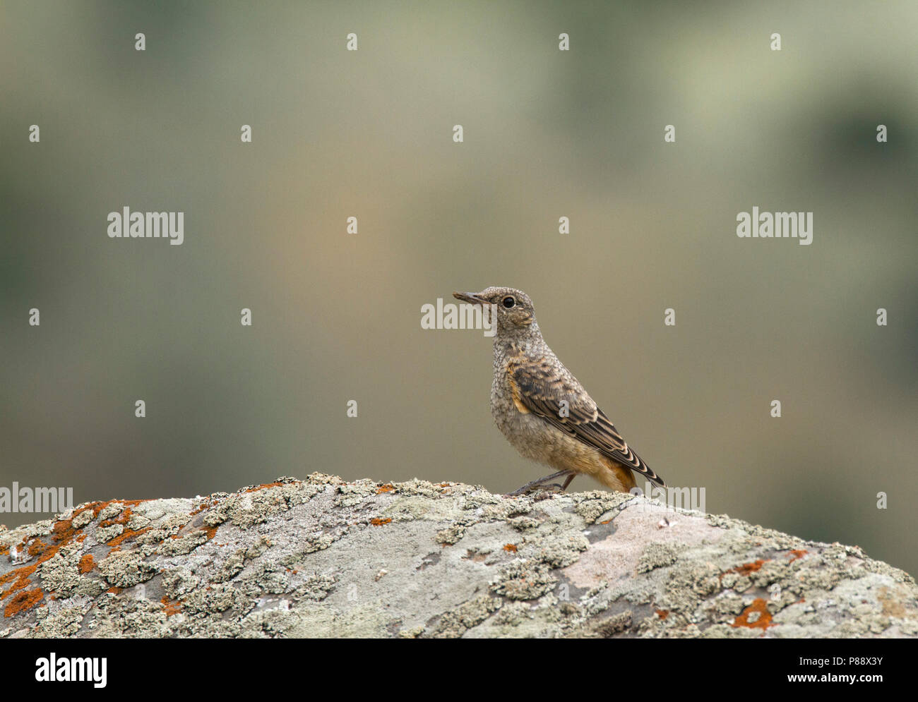 Juvenile rock thrush hi-res stock photography and images - Alamy