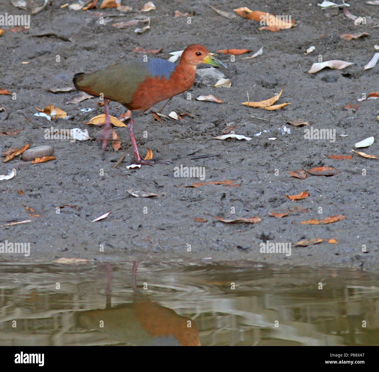 Rufous-necked wood rail, Aramides axillaris Stock Photo - Alamy