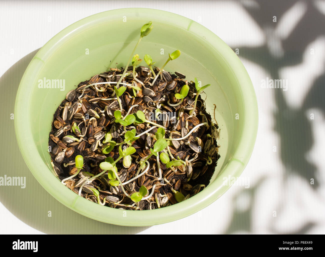 Sunflower plant sprouts germinating in soil Stock Photo - Alamy