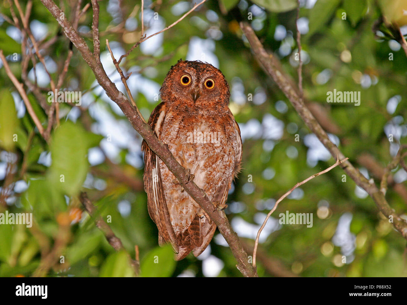 Ryukyu Scops Owl (Otus elegans) a species that is becoming rare due to ...