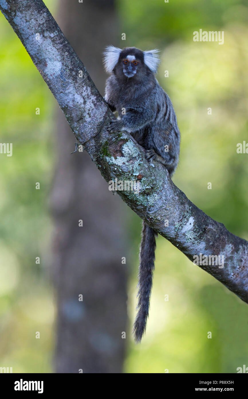 Sagui dwarf monkey hi-res stock photography and images - Alamy