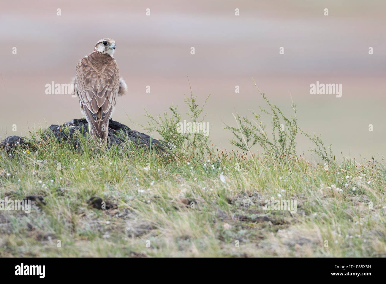 Falco cherrug milvipes hi-res stock photography and images - Alamy
