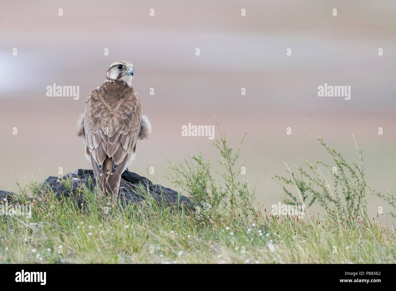 Milvipes hi-res stock photography and images - Alamy
