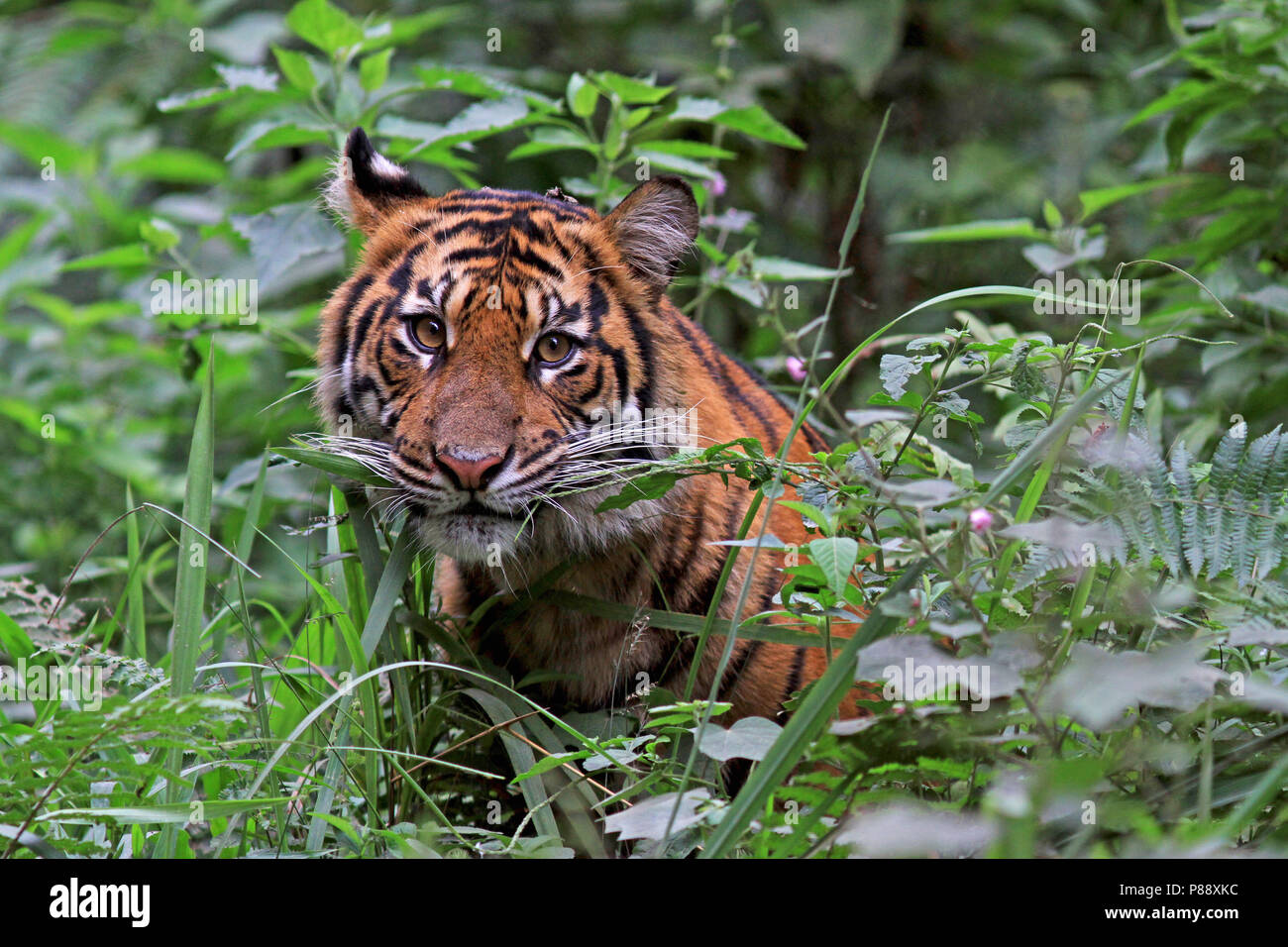Sumatraanse Tijger, Sumatran Tiger, Panthera tigris sumatrae Stock ...