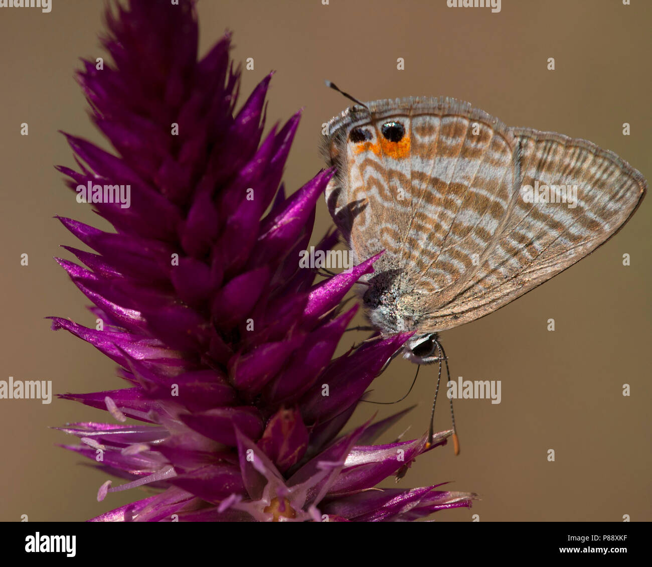 Tijgerblauwtje / Long-tailed Blue (Lampides boeticus Stock Photo - Alamy