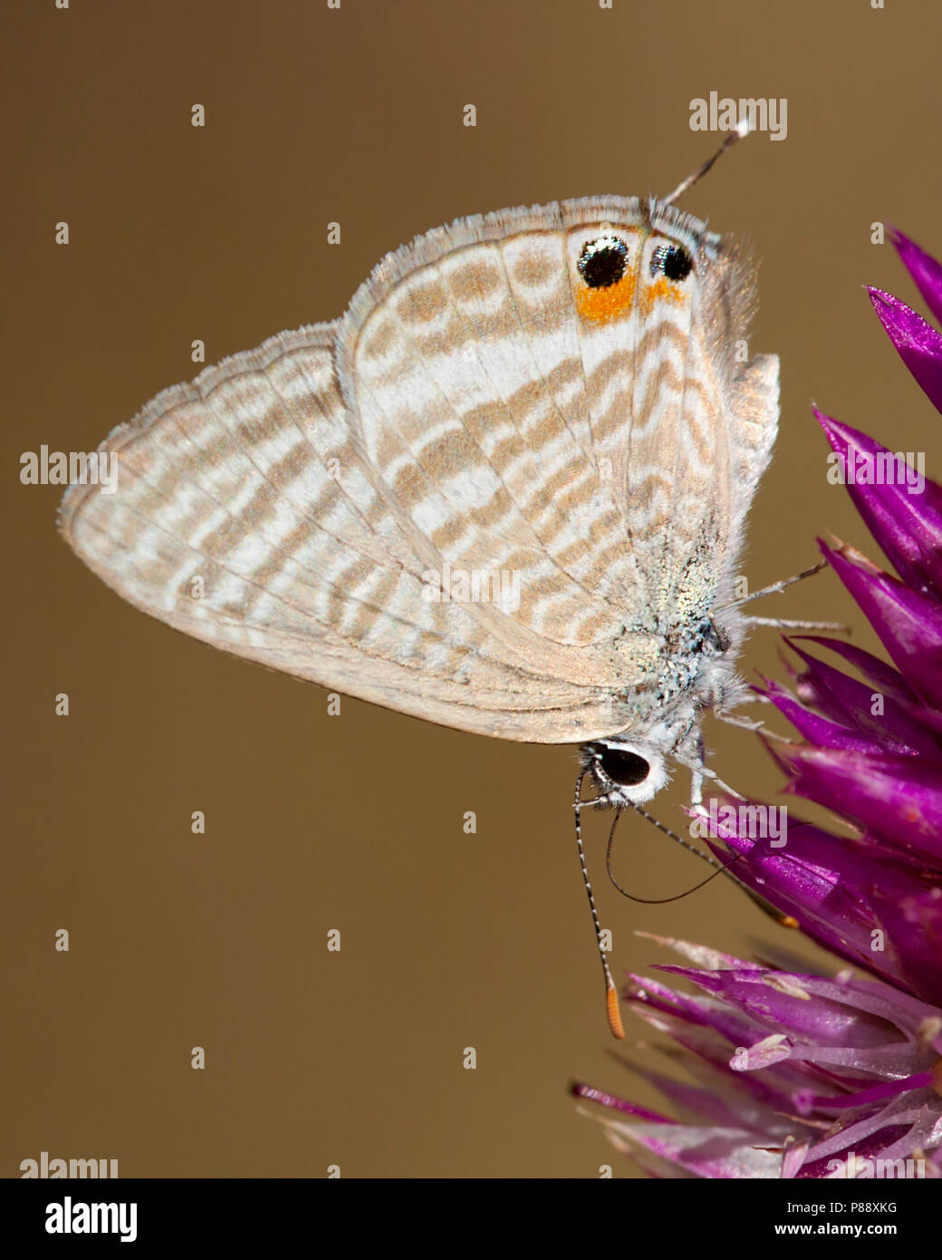 Long tailed blue butterflies hi-res stock photography and images - Alamy