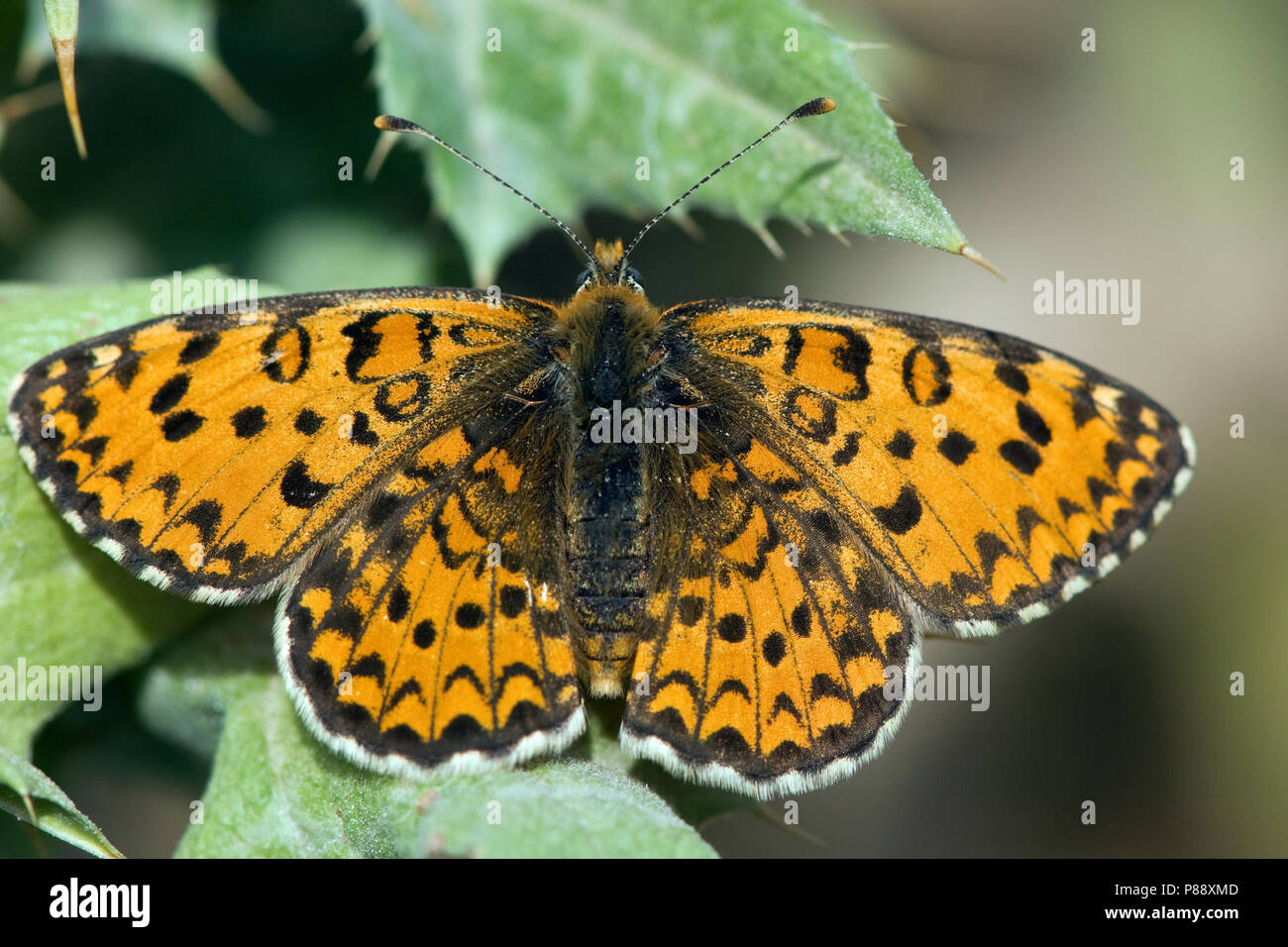 Toortsparelmoervlinder / Lesser Spotted Fritillary (Melitaea trivia ...