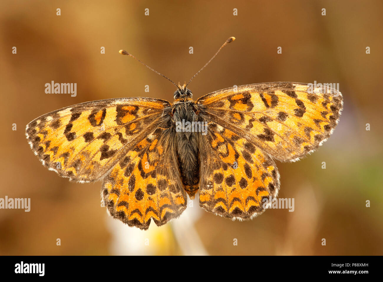 Toortsparelmoervlinder / Lesser Spotted Fritillary (Melitaea trivia ...