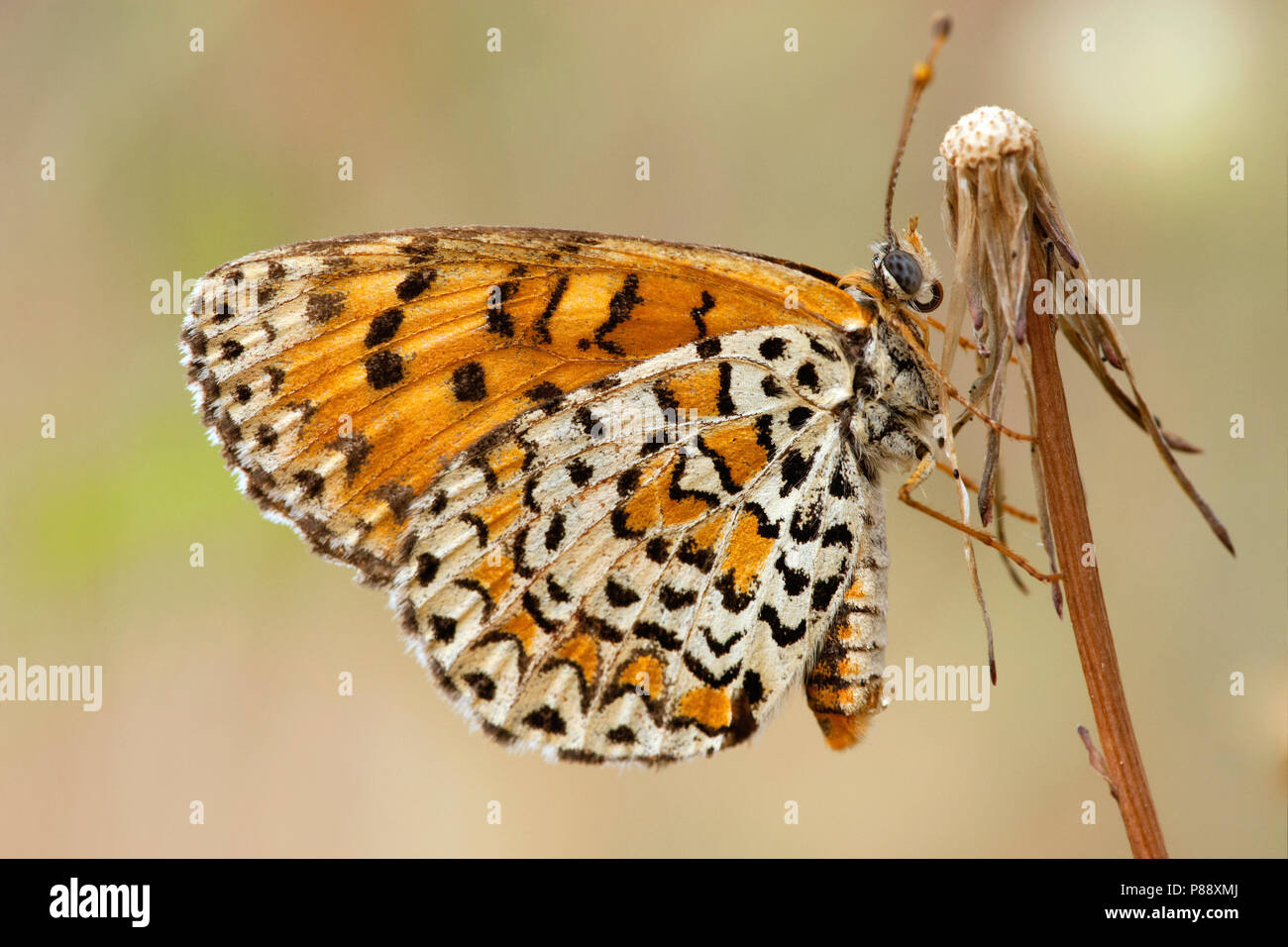 Toortsparelmoervlinder / Lesser Spotted Fritillary (Melitaea trivia ...