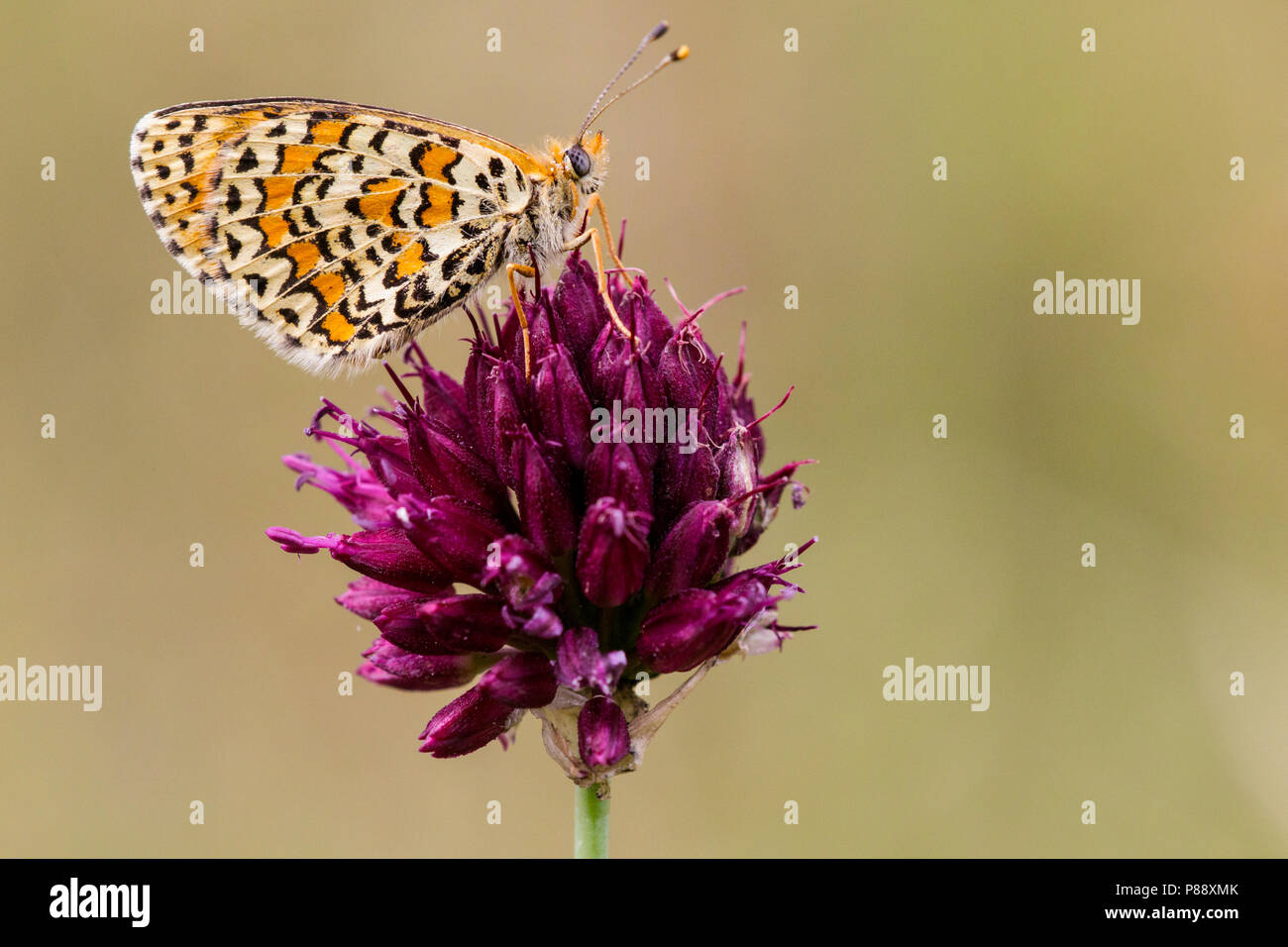 Toortsparelmoervlinder, Lesser Spotted Fritillary Stock Photo - Alamy