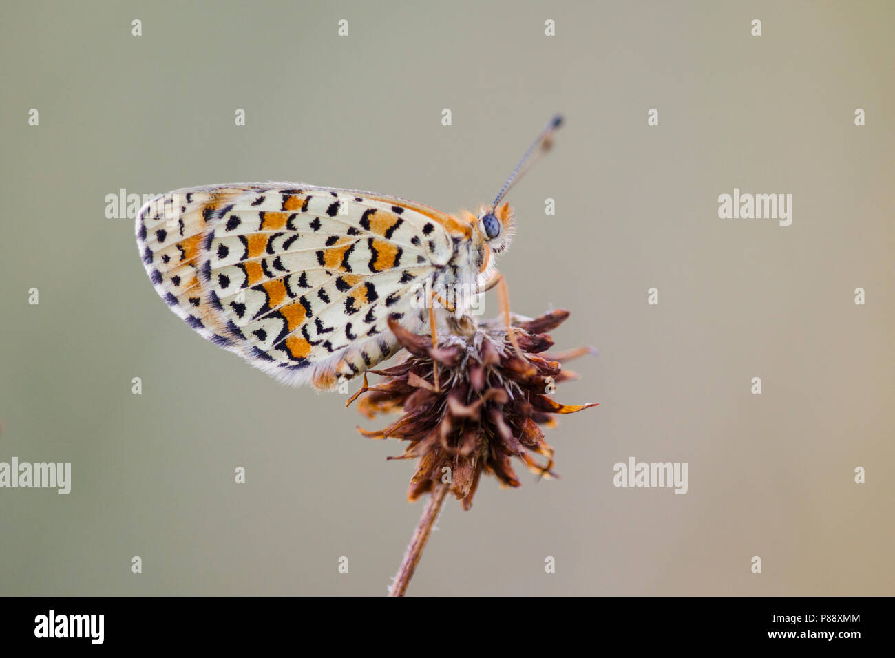 Toortsparelmoervlinder, Lesser Spotted Fritillary Stock Photo - Alamy