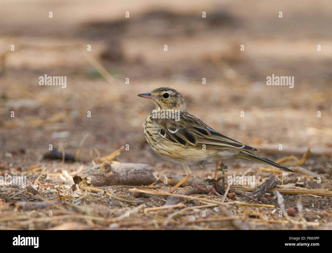 Tree Pipit - Baumpieper - Anthus trivialis, Oman Stock Photo - Alamy